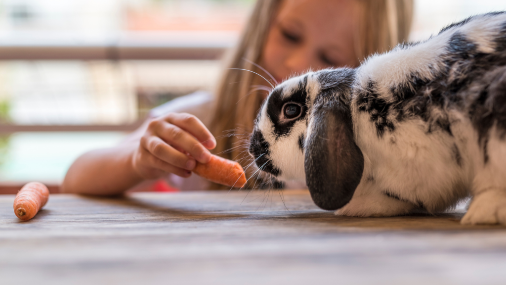 Rabbit Body Language – Do You Know the Signs? - Toronto Humane Society