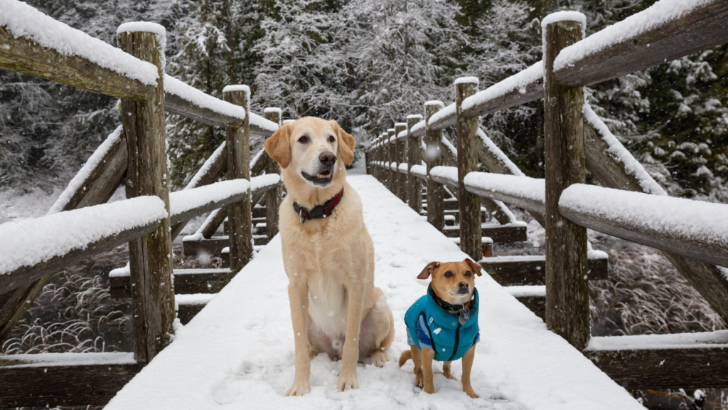 12 Winter Safety Tips to Keep Your Pets Healthy and Happy - Toronto ...