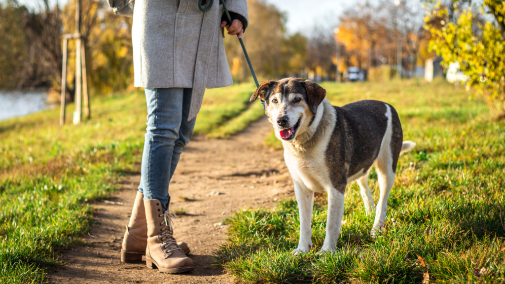 A Guide to Handling Canine Encounters and Navigating Public Spaces ...