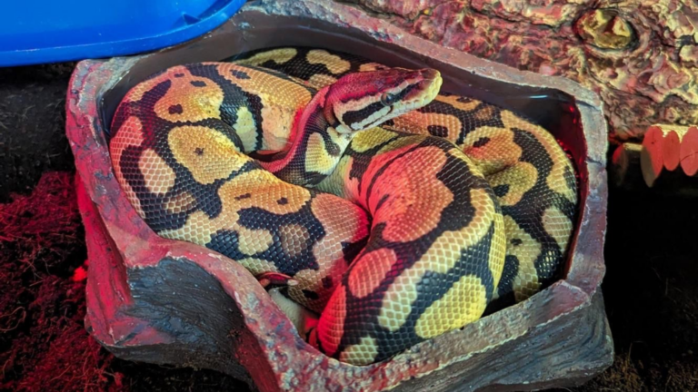 Meet Slider: Your New Cuddle Companion in the Fascinating World of Ball ...