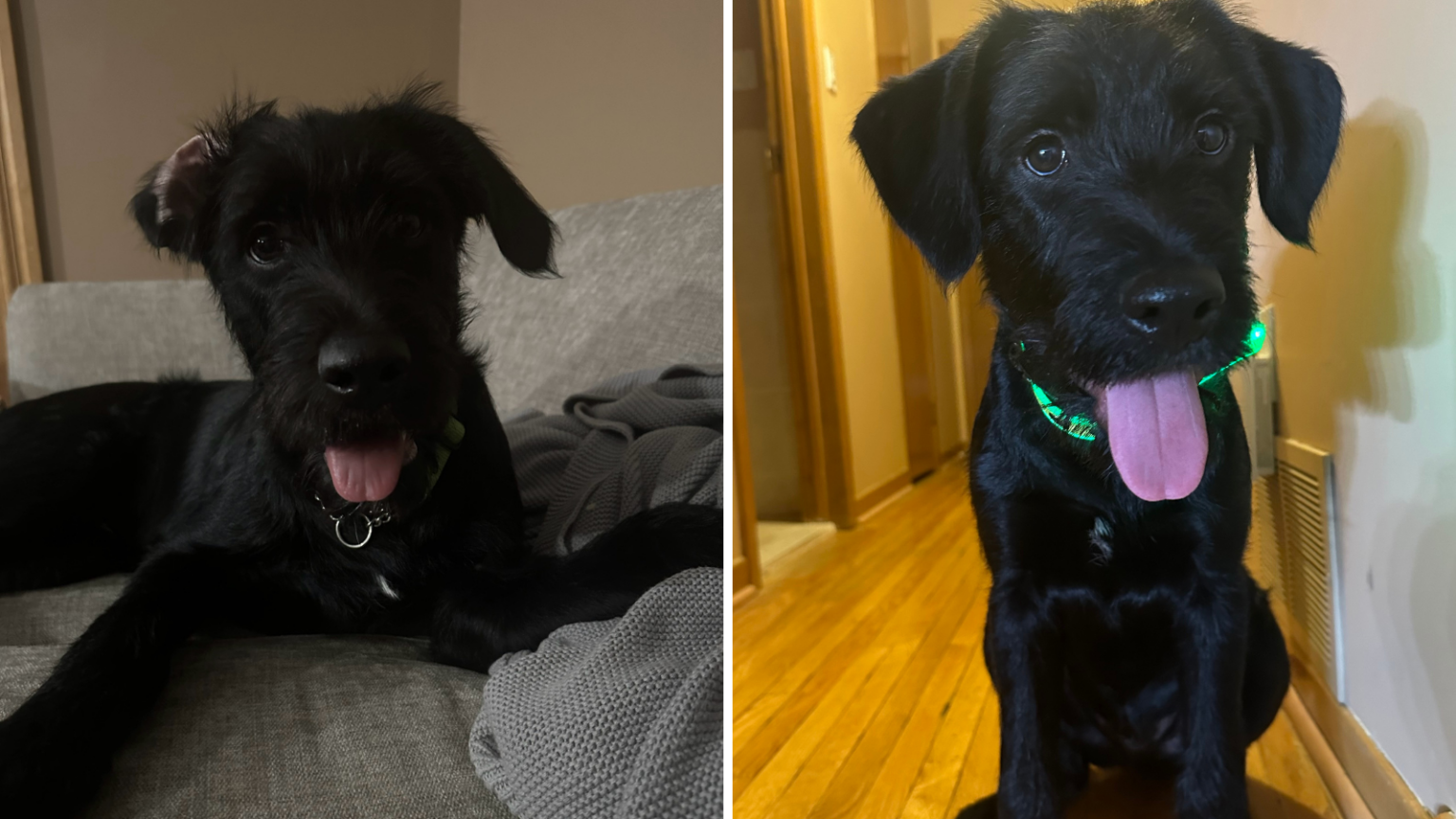 Jack - Toronto Humane Society