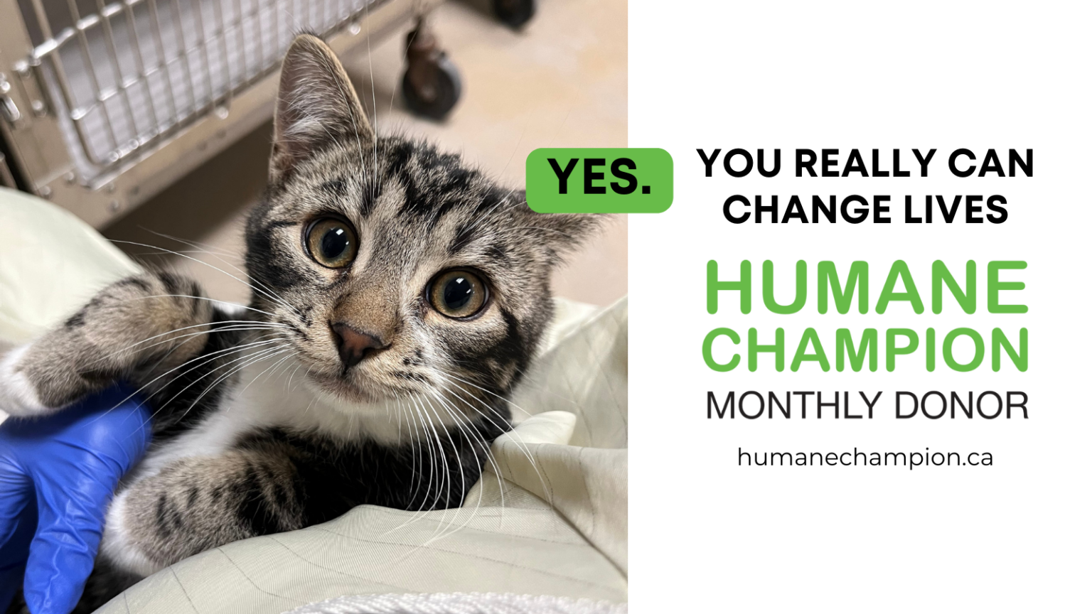 Westney - Toronto Humane Society