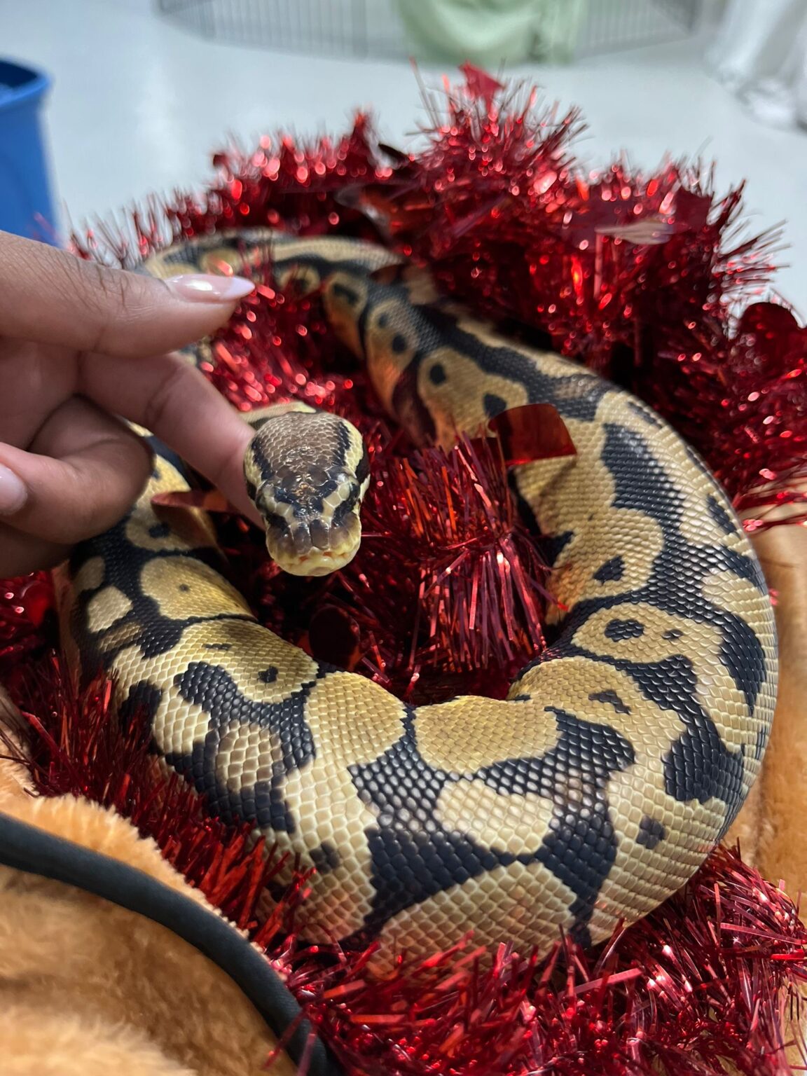 Meet Slider: Your New Cuddle Companion in the Fascinating World of Ball ...