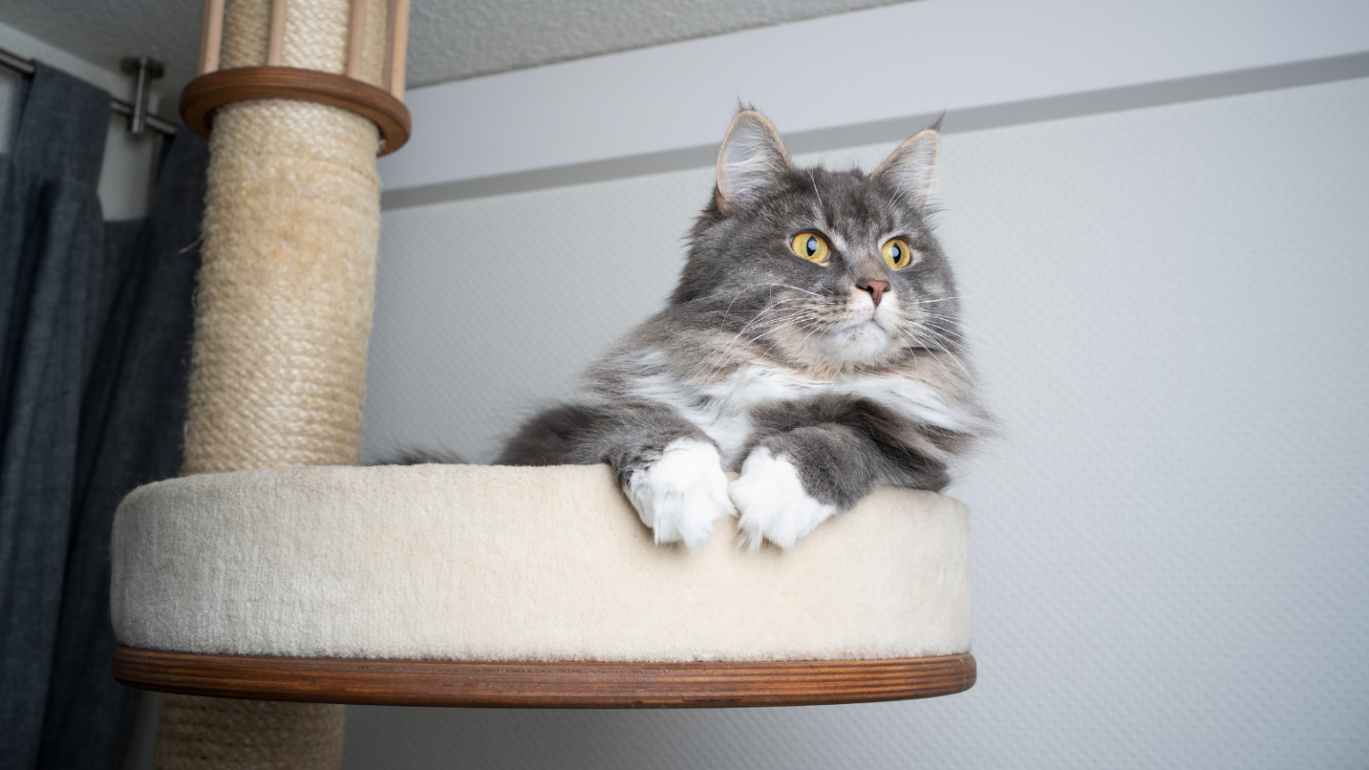 Sensory Enrichment Tips for Feline Friends - Toronto Humane Society