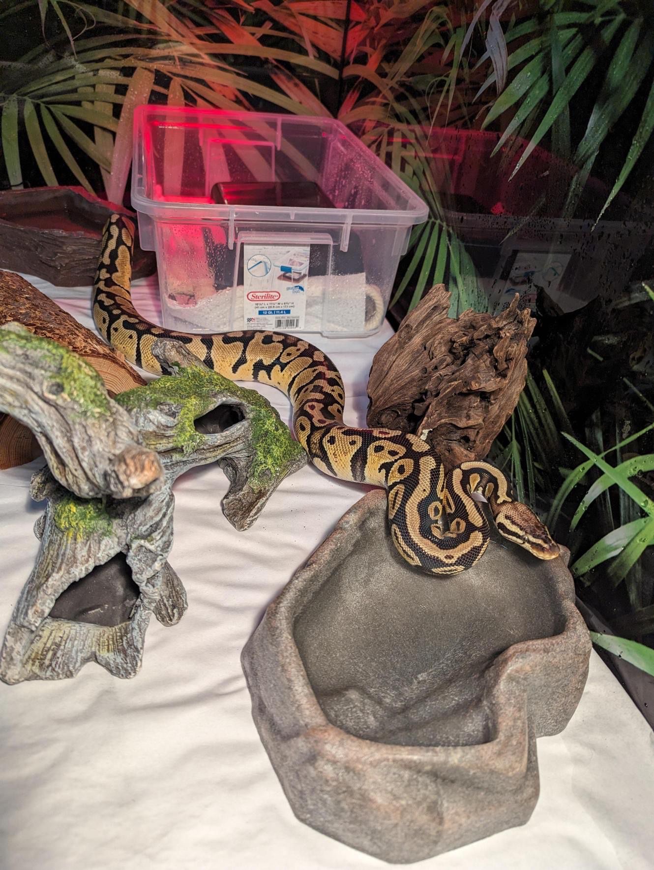 Meet Slider: Your New Cuddle Companion in the Fascinating World of Ball ...