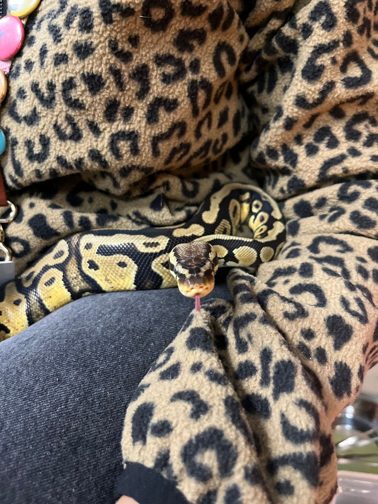 Meet Slider: Your New Cuddle Companion in the Fascinating World of Ball ...