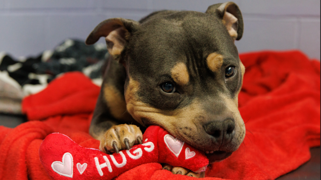 Toronto humane society dogs store