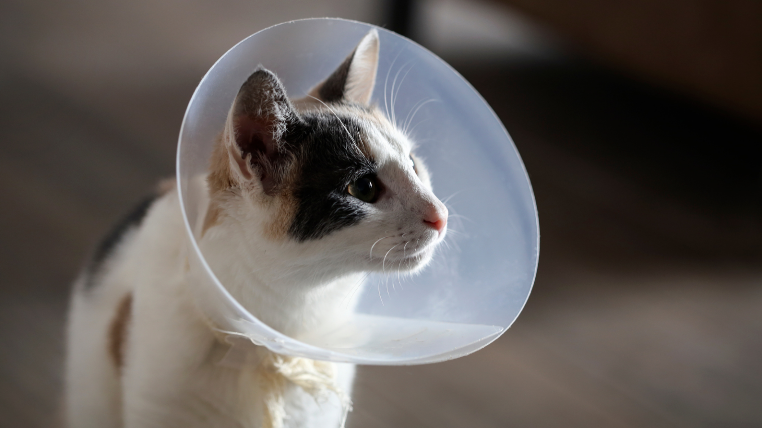 Celebrating World Spay Day: Promoting Humane Pet Guardianship - Toronto ...