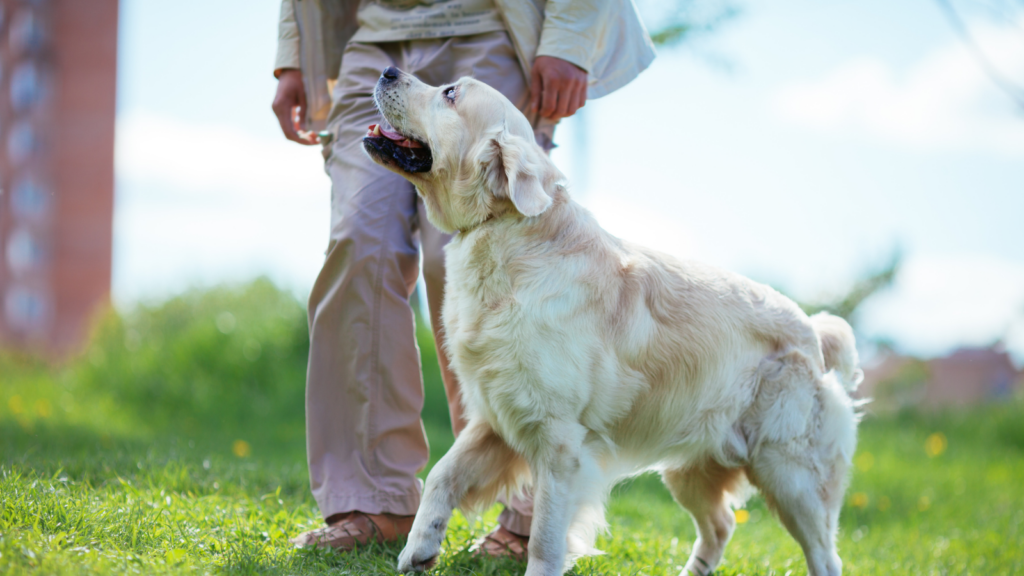 Strengthen Your Human-Animal Bond with Toronto Humane Society's ...
