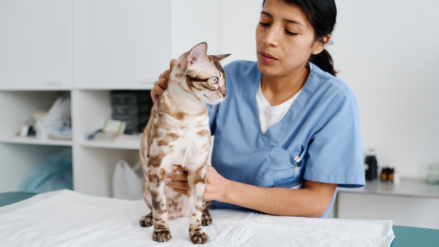 Bridging the Gap: Provide Access to Veterinary Care to Animals in Need ...