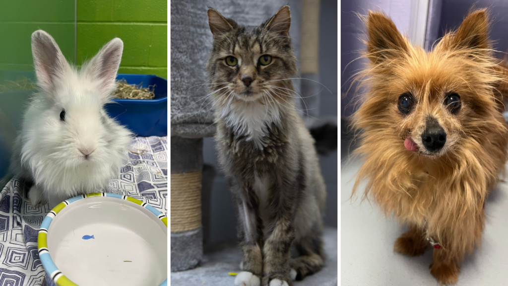 Exciting Opportunity to Make a Difference in Animal Welfare - Toronto ...