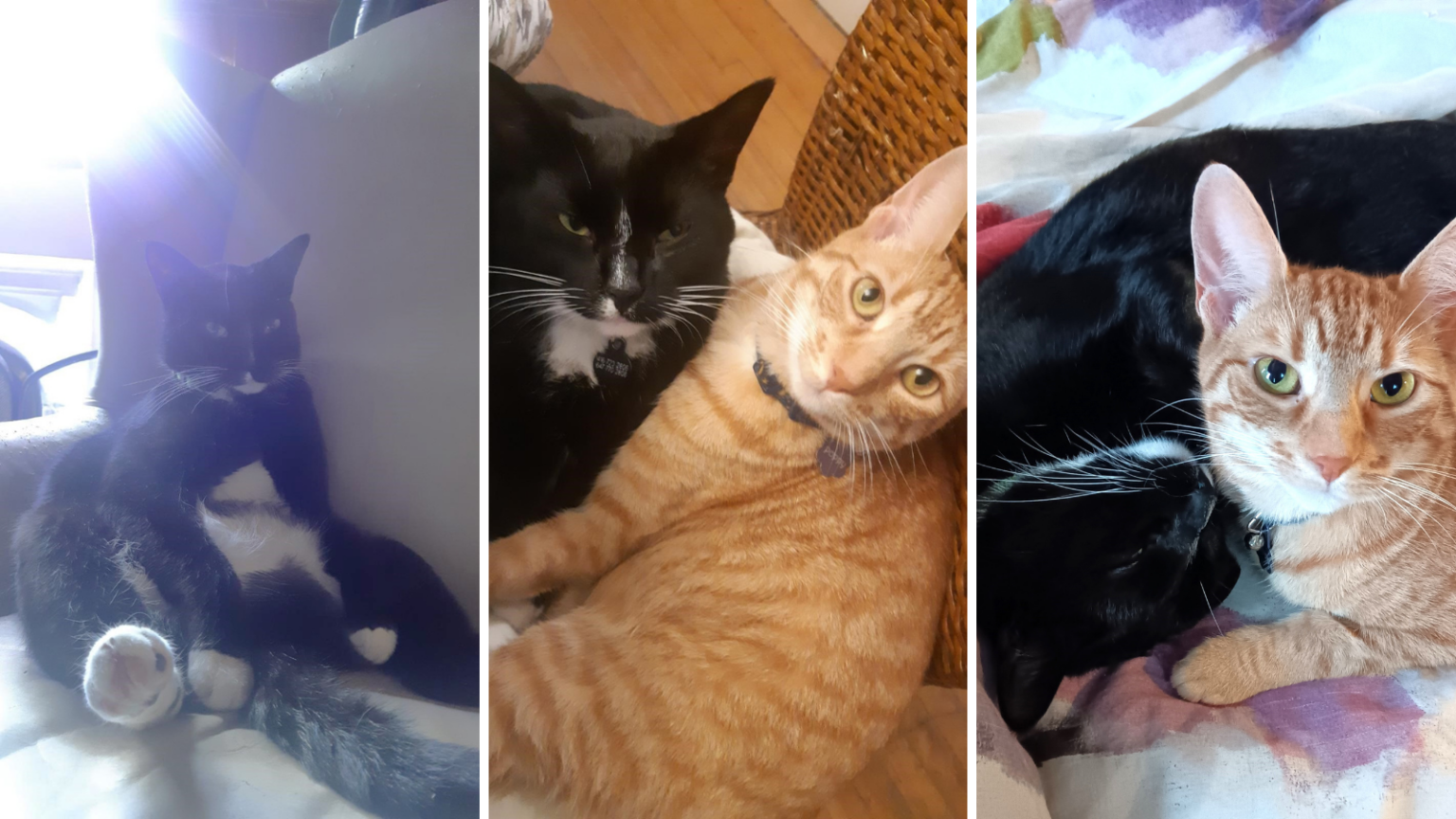 Pepper - Toronto Humane Society