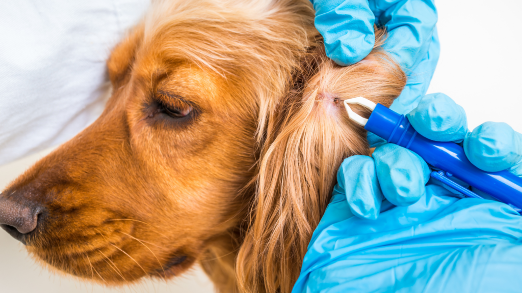 Protecting Your Pets from Ticks - Toronto Humane Society
