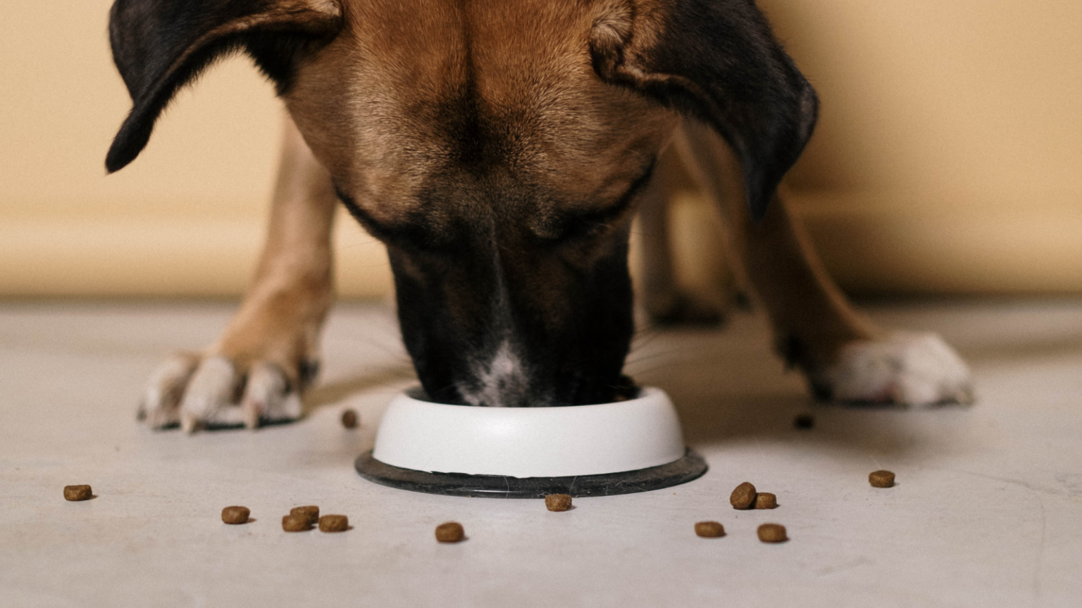 Feeding Families and Furry Friends: Human and Pet Food Banks in Action ...