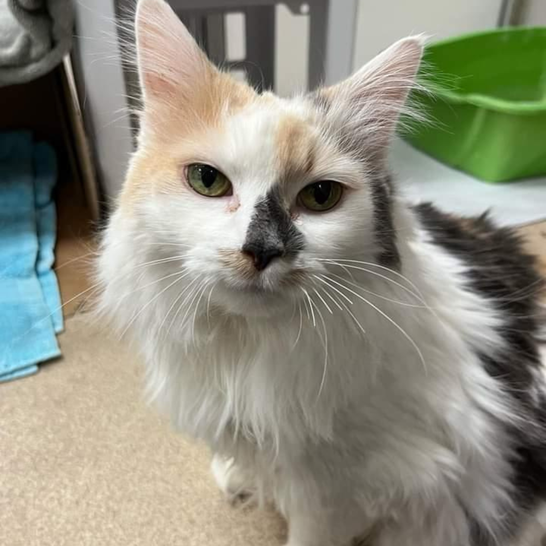 Celebrating National Adopt A Shelter Pet Day: Finding Forever Homes for ...