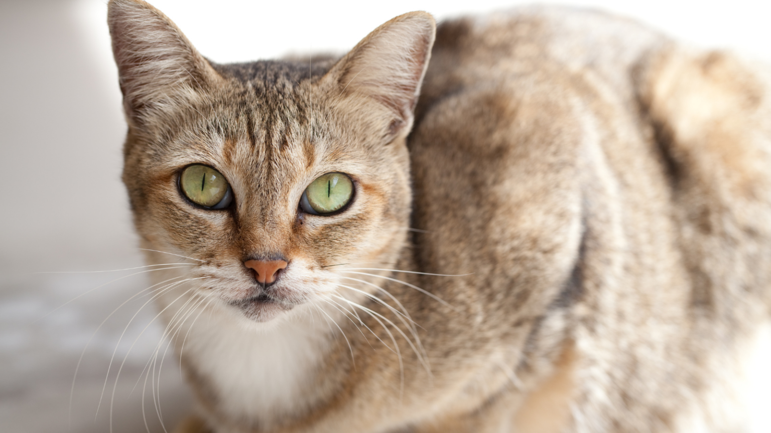 Discover the Fascinating World of Animal Behaviour Learning Theory ...