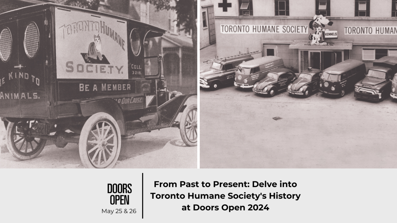 From Past to Present: Delve into Toronto Humane Society's History at ...