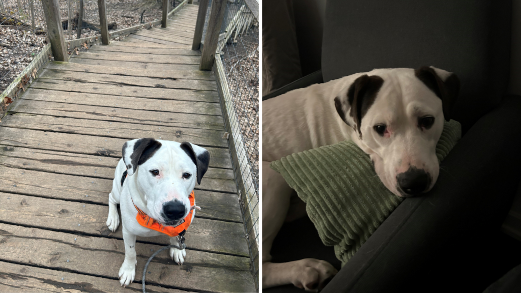 Bug - Toronto Humane Society