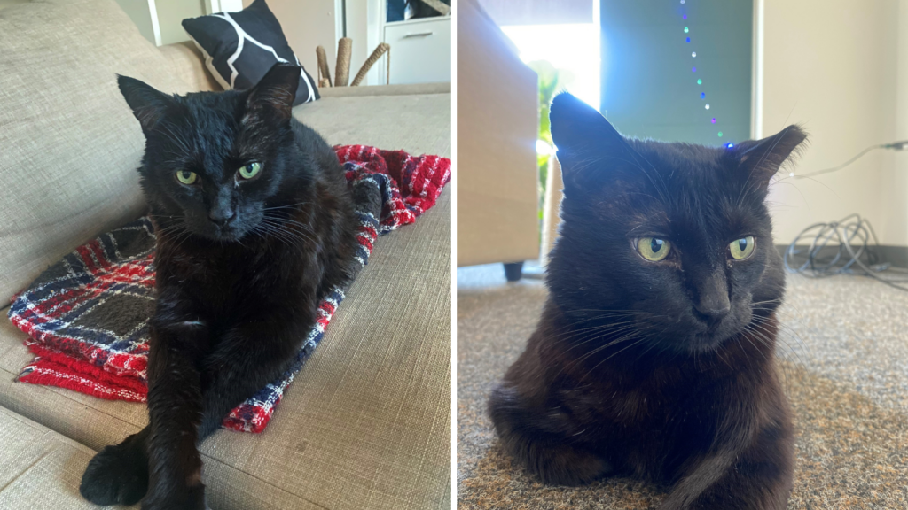 Zephyr - Toronto Humane Society