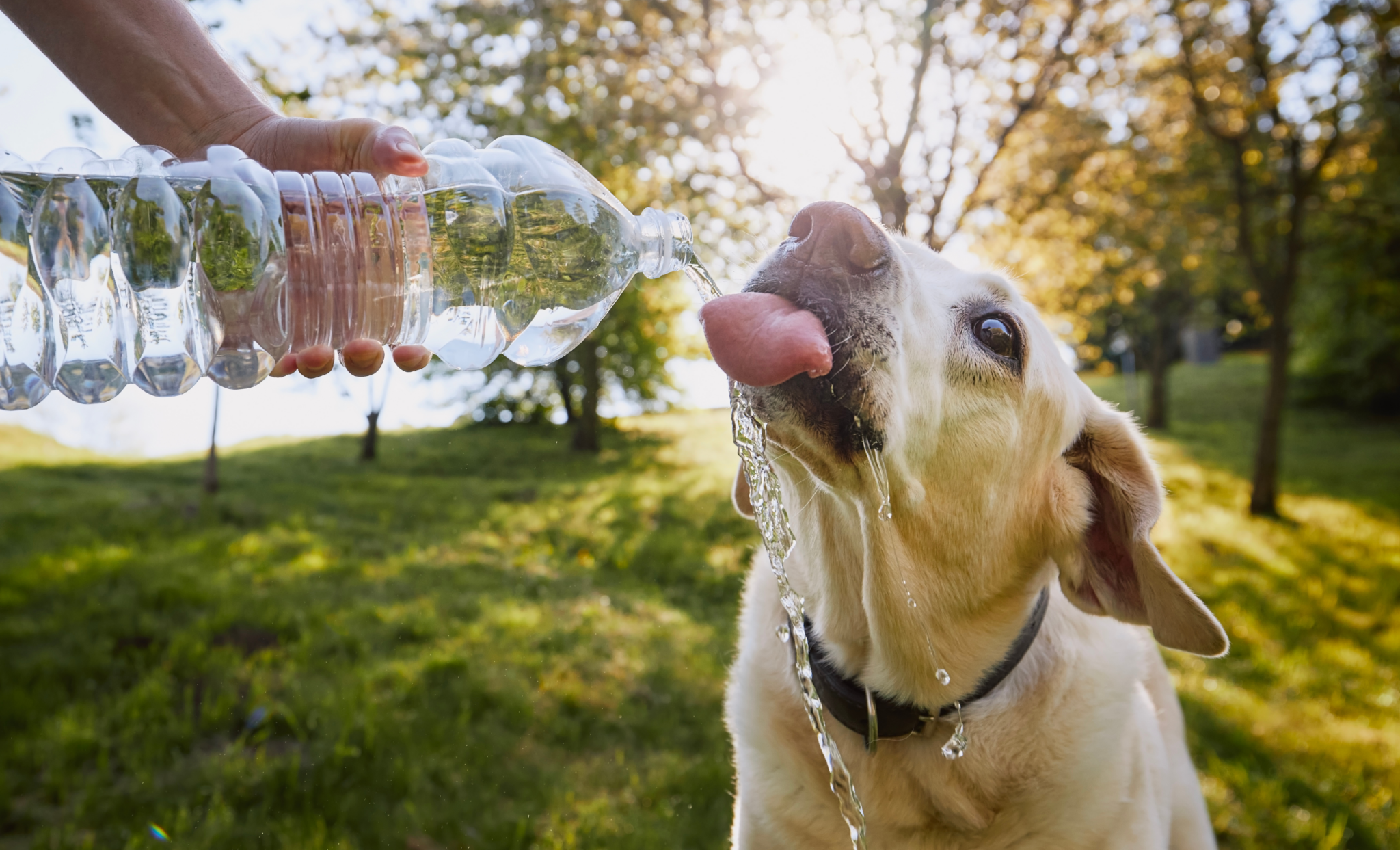 Keep Your Pets Safe From Heatstroke - Toronto Humane Society
