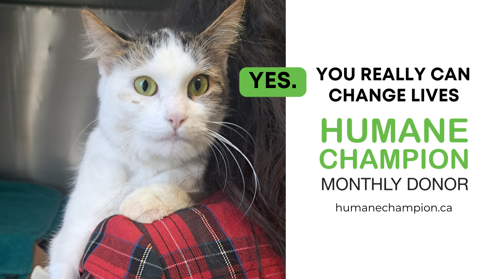 Vision - Toronto Humane Society