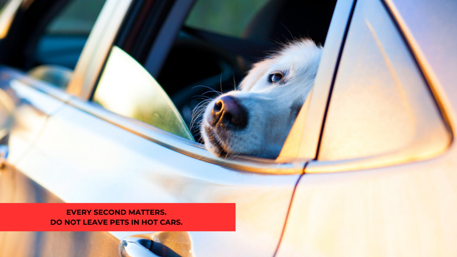 The Dangers of Leaving Pets in Hot Cars - Toronto Humane Society