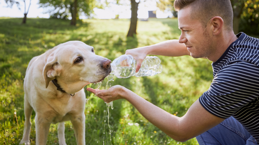 Keep Your Pets Safe and Cool This Summer - Toronto Humane Society