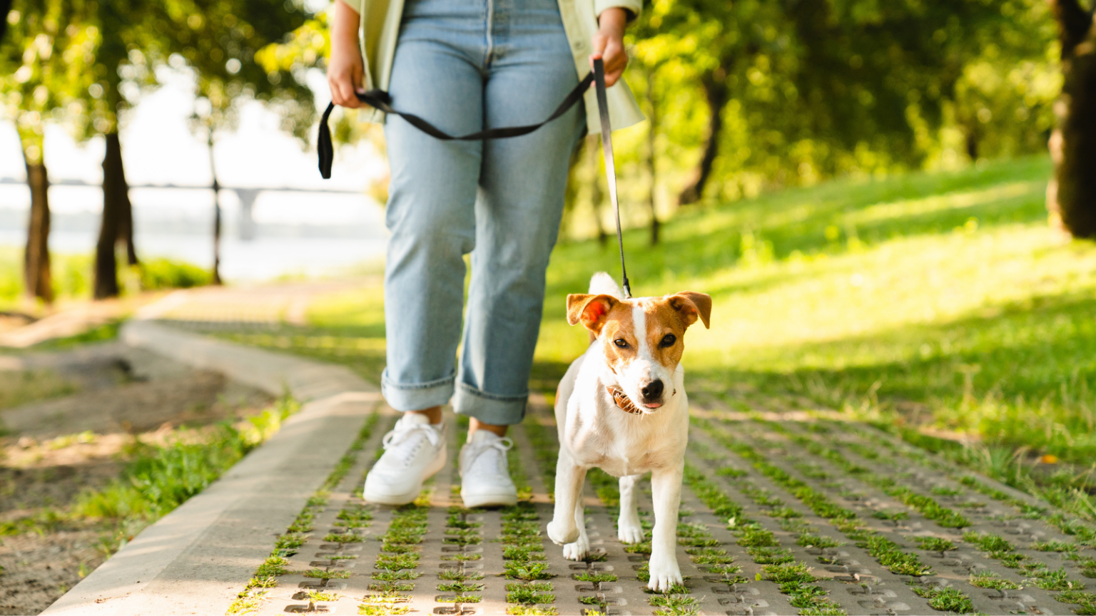 The Essential Guide to Canine Body Language: Decode Your Dog’s Signals ...