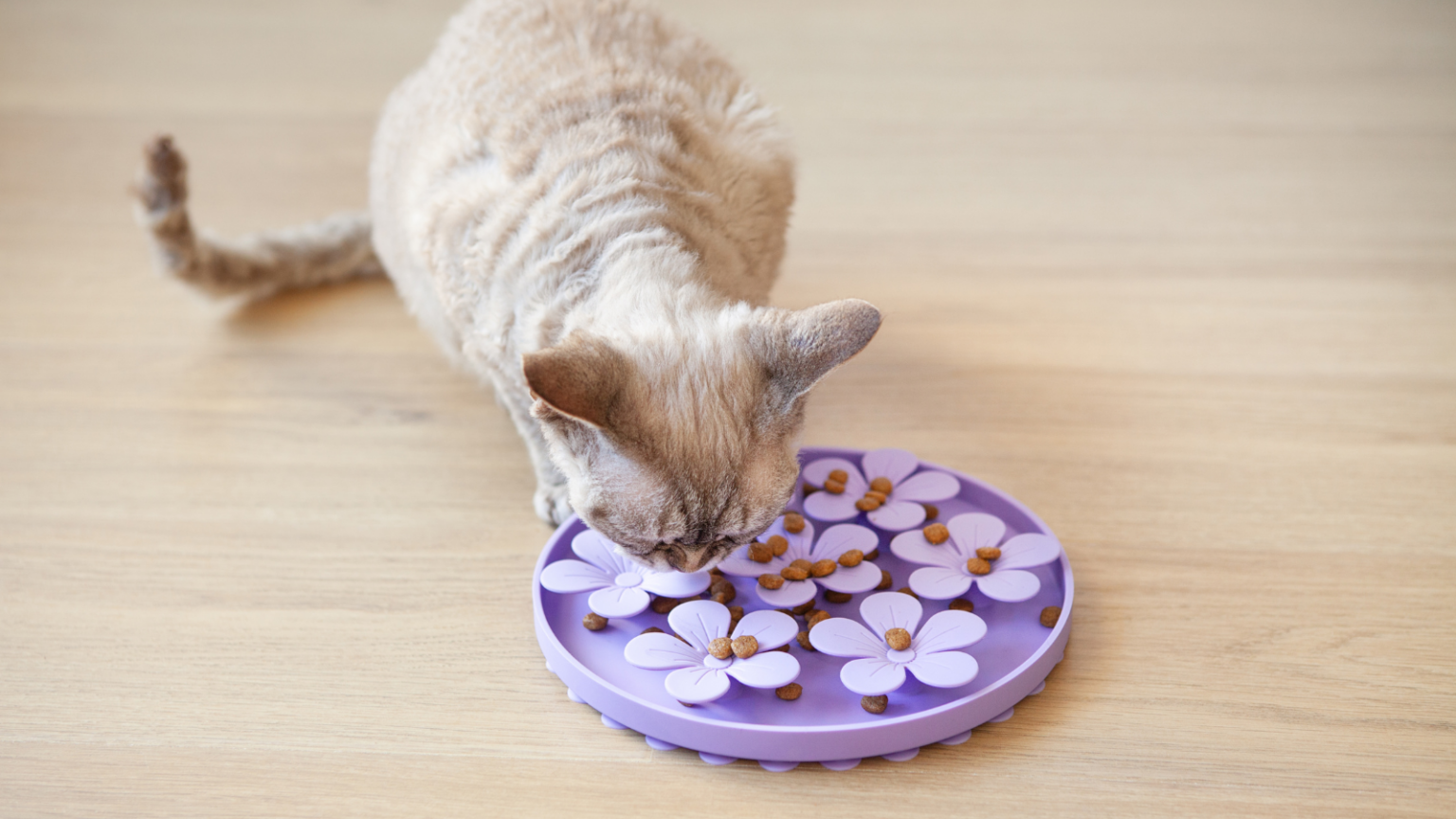 The Benefits of Using a Cat Feeding Puzzle - Toronto Humane Society