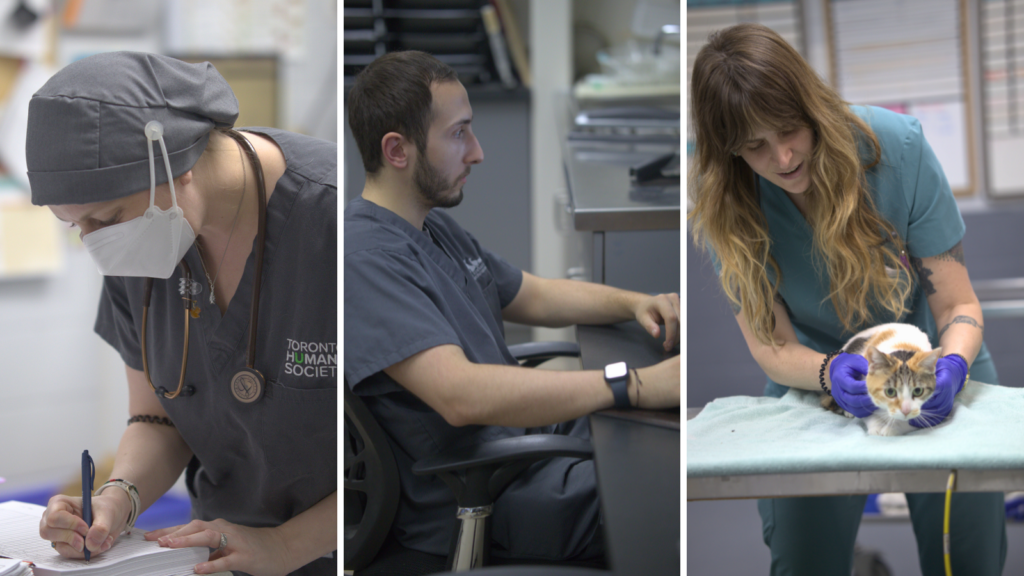 Honouring Our Heroes in Animal Care During Veterinary Professionals ...
