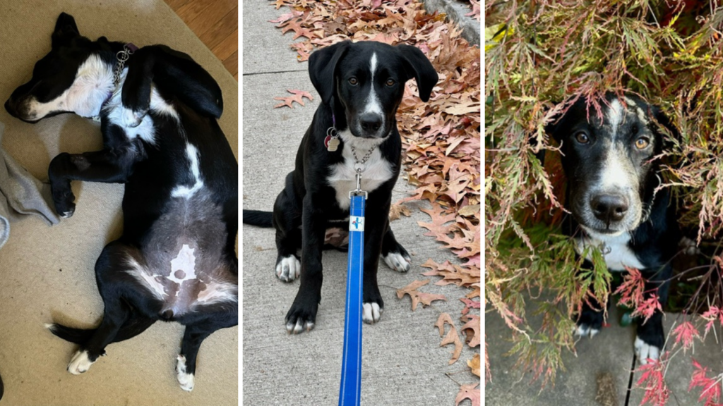 Happy Tails Presented by Royale: Maggie - Toronto Humane Society