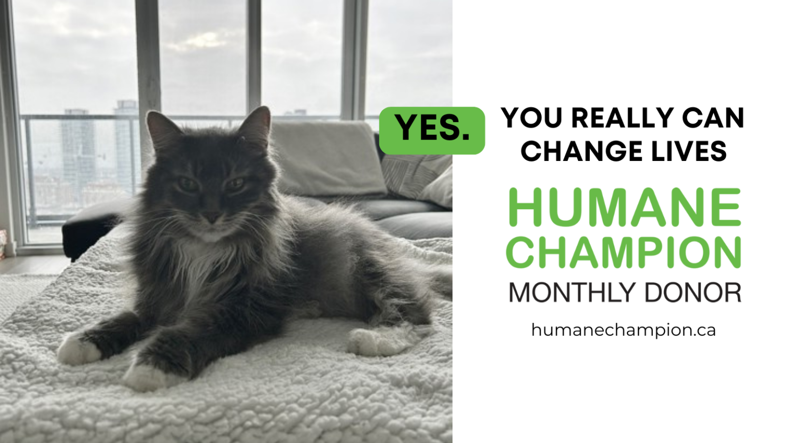 Scotty - Toronto Humane Society