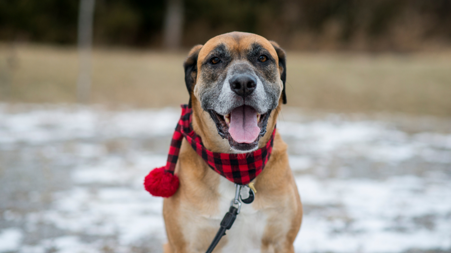 How to Tell if Your Pet is Cold and How to Help Them Stay Warm ...