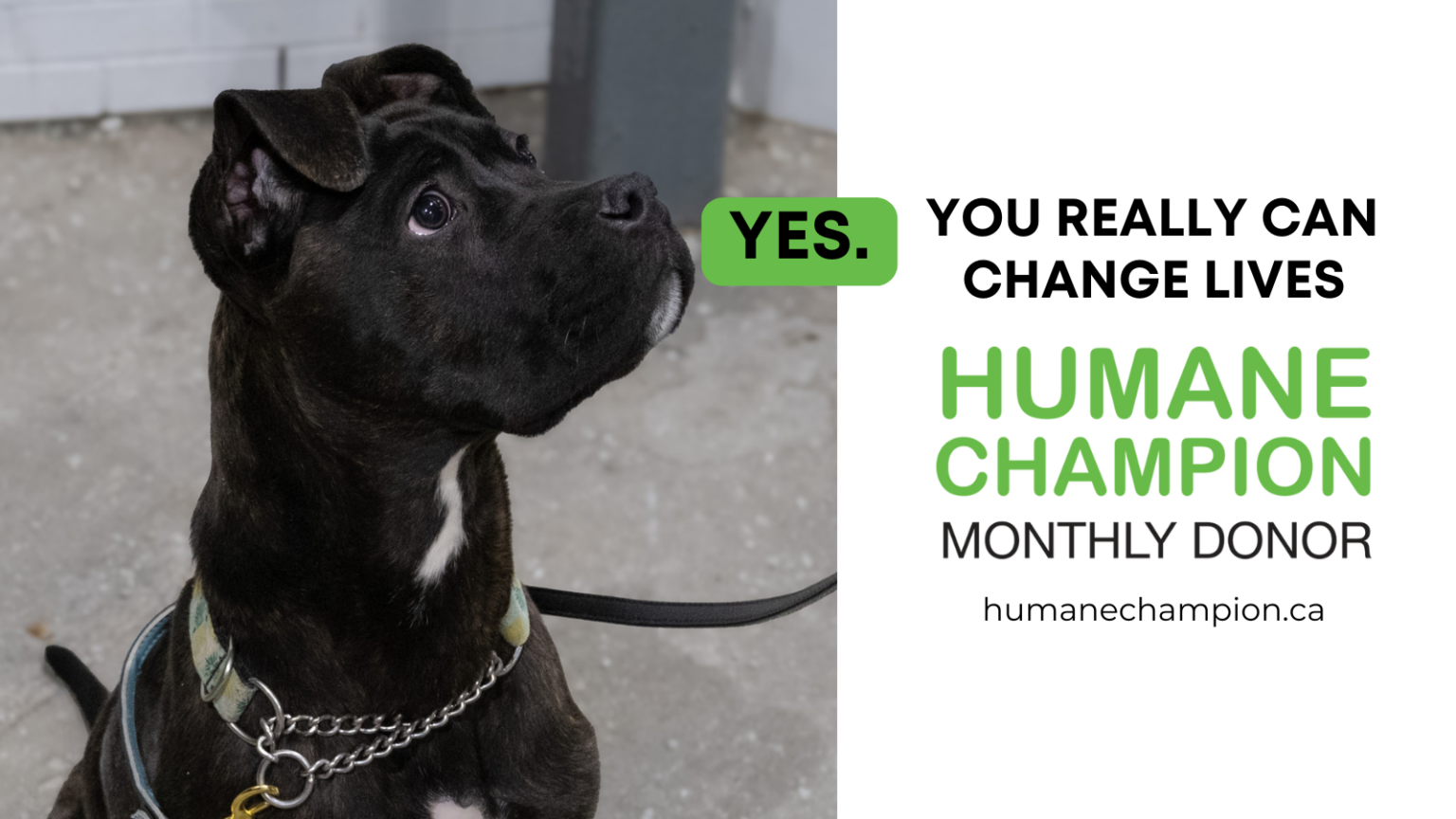 How to Stop Destructive Scratching - Toronto Humane Society