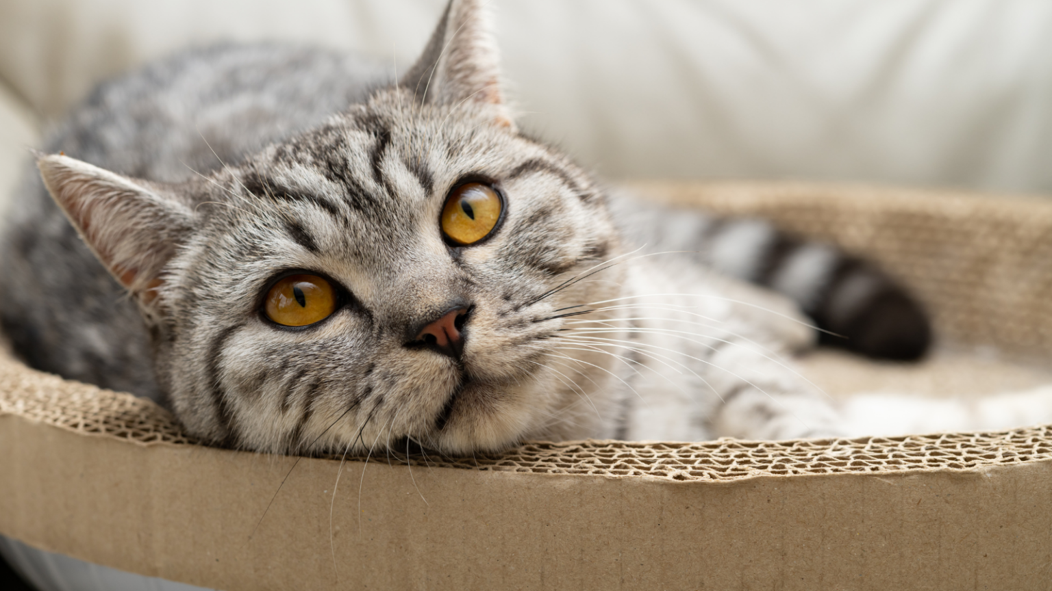 Help Our Cats Feel More at Home: Donate Cat Scratchers and Litter Boxes ...