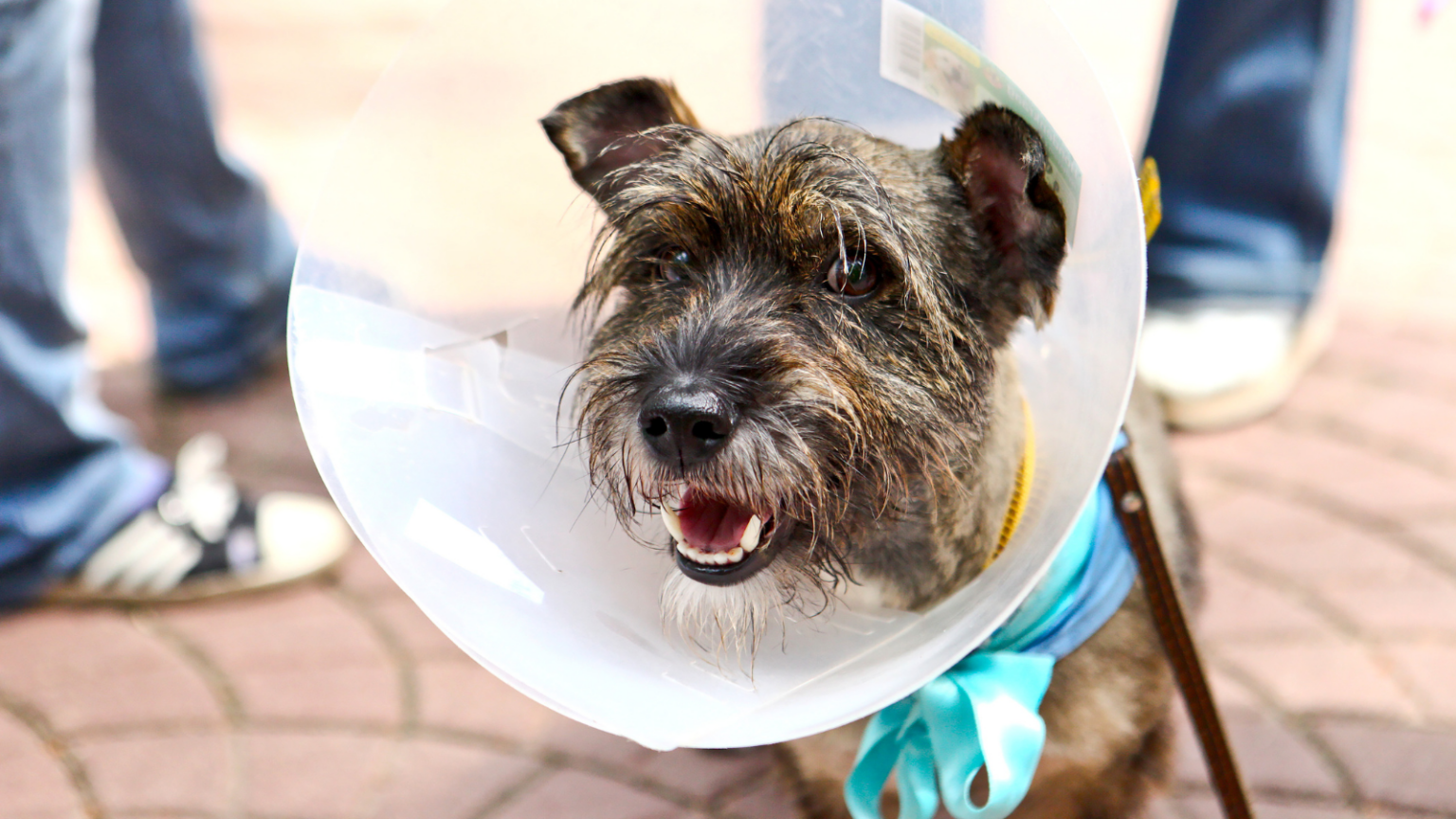 World Spay Day: A Lifesaving Commitment to Pets and Communities ...