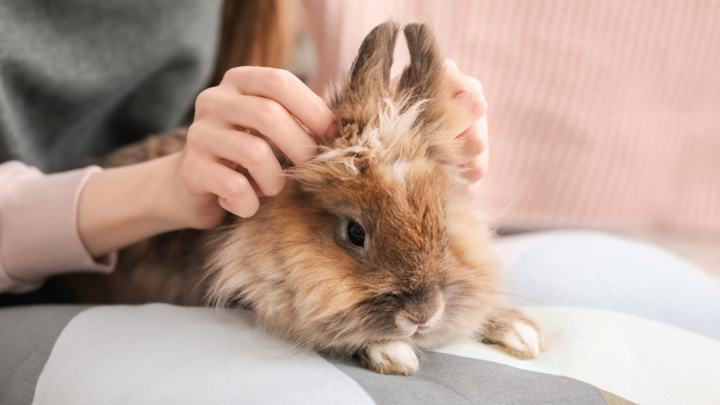 Hop Into Love: Celebrate Adopt a Rabbit Month - Toronto Humane Society