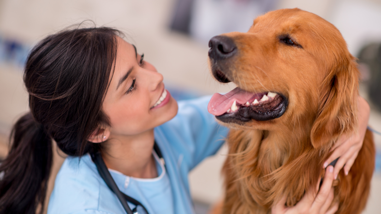 Protect Your Pet’s Smile with Dental Pet Insurance from Toronto Humane Society - Toronto Humane ...