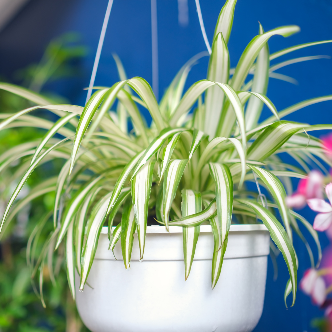 Pet-Safe Plants for Indoors and Outdoors Spaces - Toronto Humane Society
