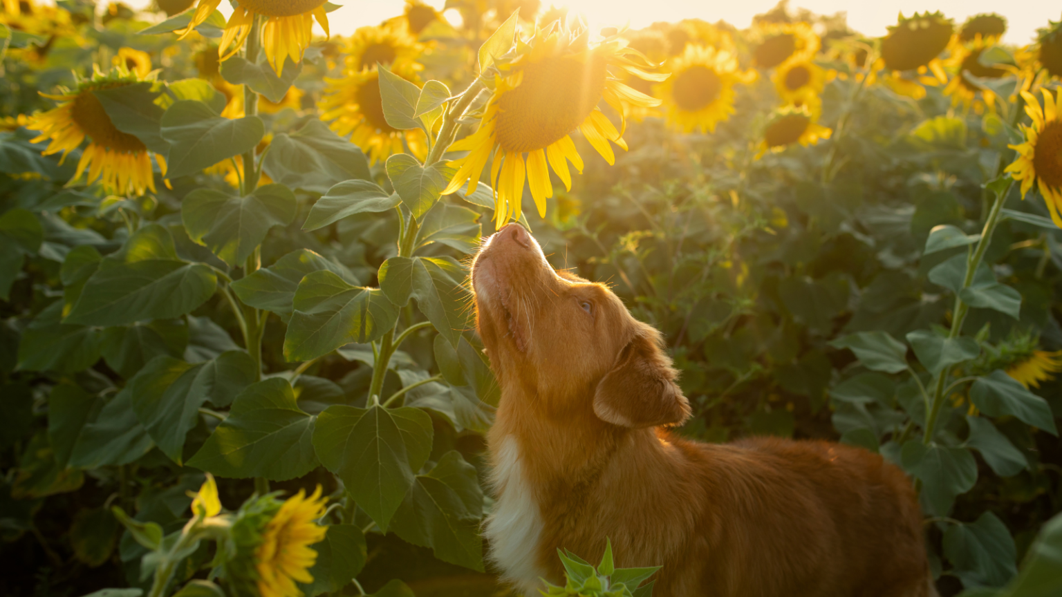 Pet-Safe Plants for Indoors and Outdoors Spaces - Toronto Humane Society