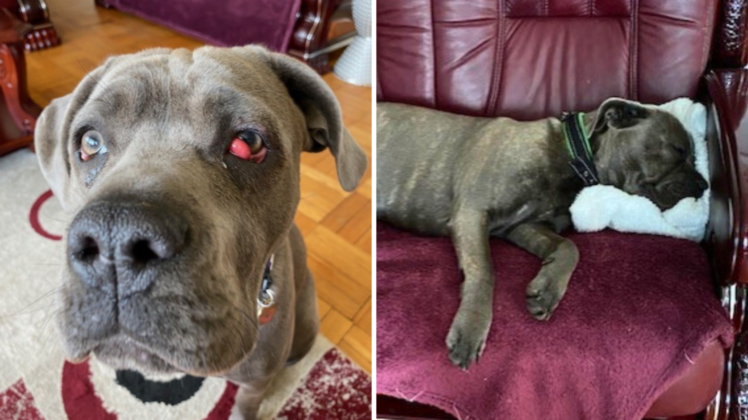 A Brighter Future for Shelby—Thanks to You - Toronto Humane Society