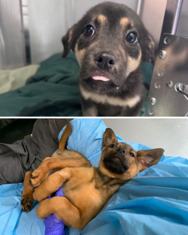 Understanding Parvovirus: A Fatal but Preventable Disease - Toronto Humane Society