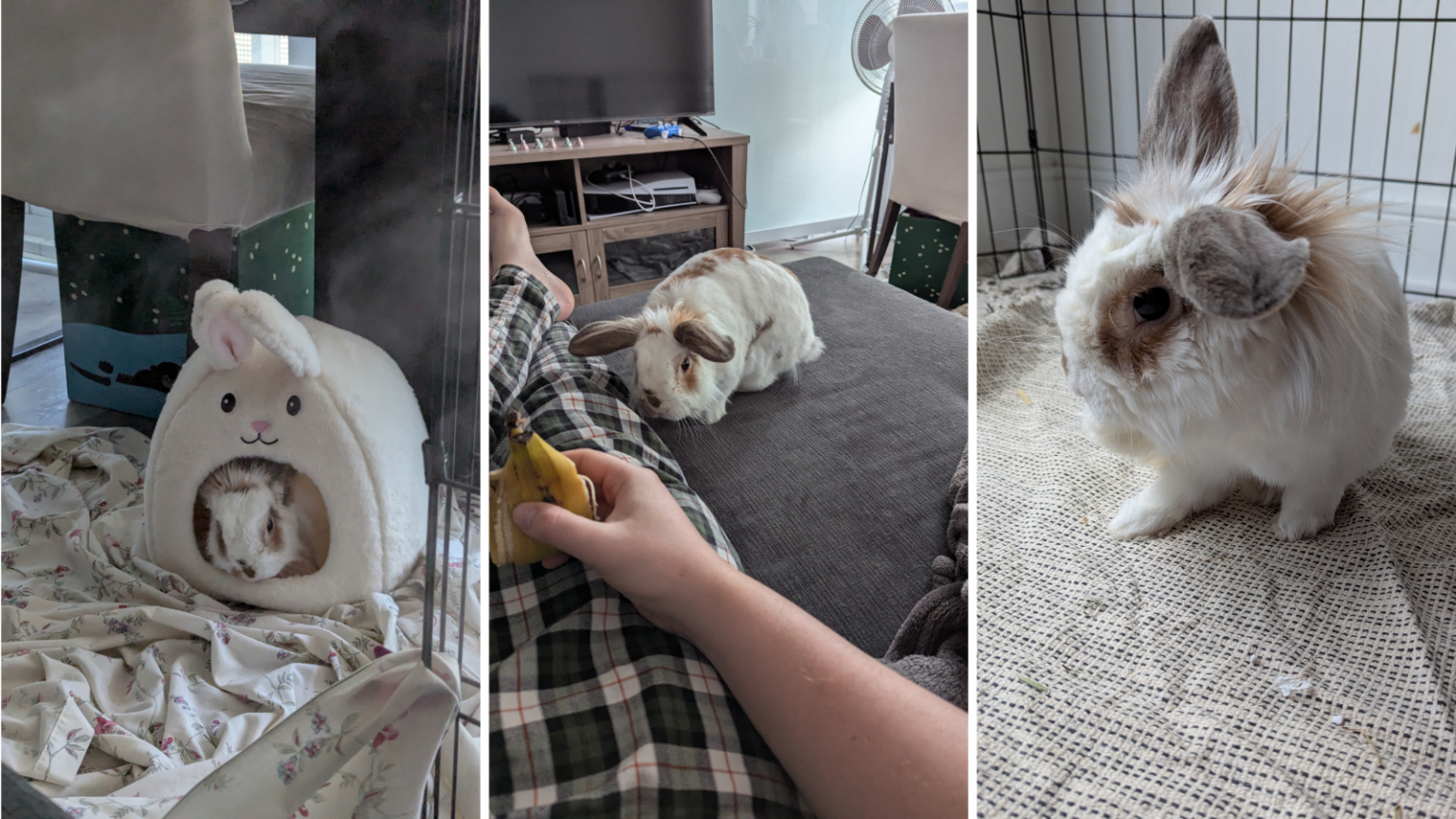 Happy Tails Presented by Royale: Peanut Bunner - Toronto Humane Society