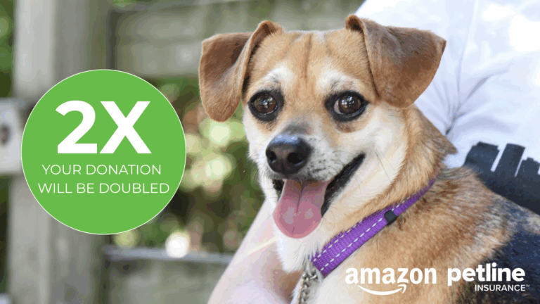 Pledge for Paws and Double Your Impact - Toronto Humane Society