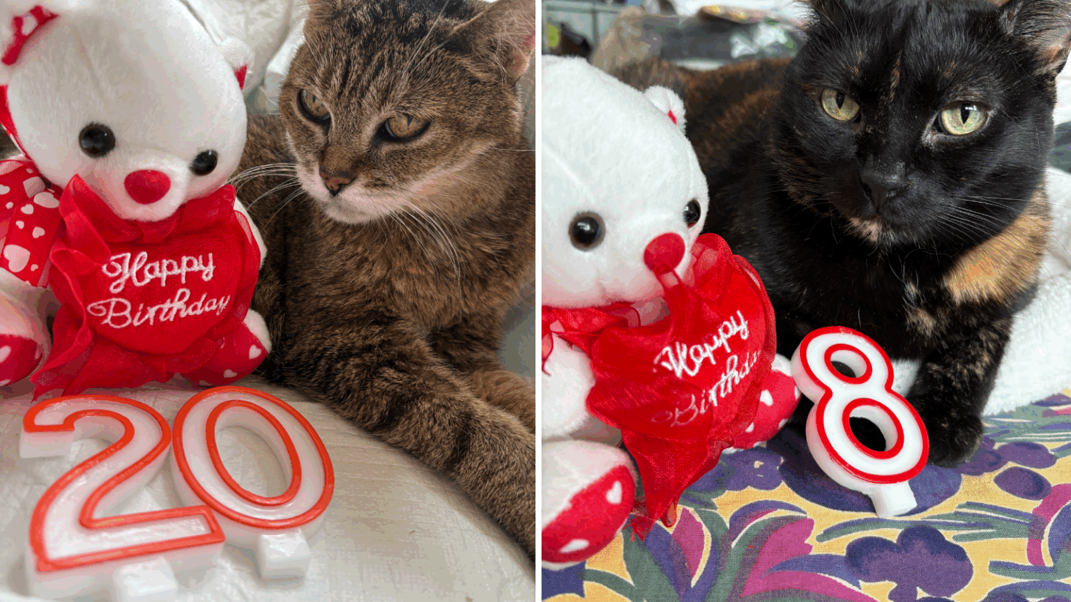 Happy Tails Presented by Royale: Dolly and Sophie - Toronto Humane Society