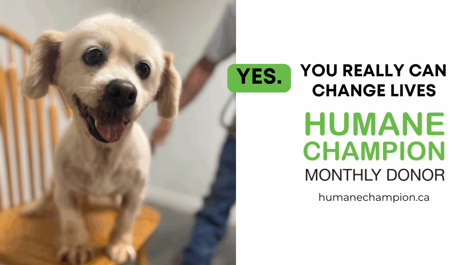 The 3-3-3 Rule: Helping Your New Pet Settle In - Toronto Humane Society