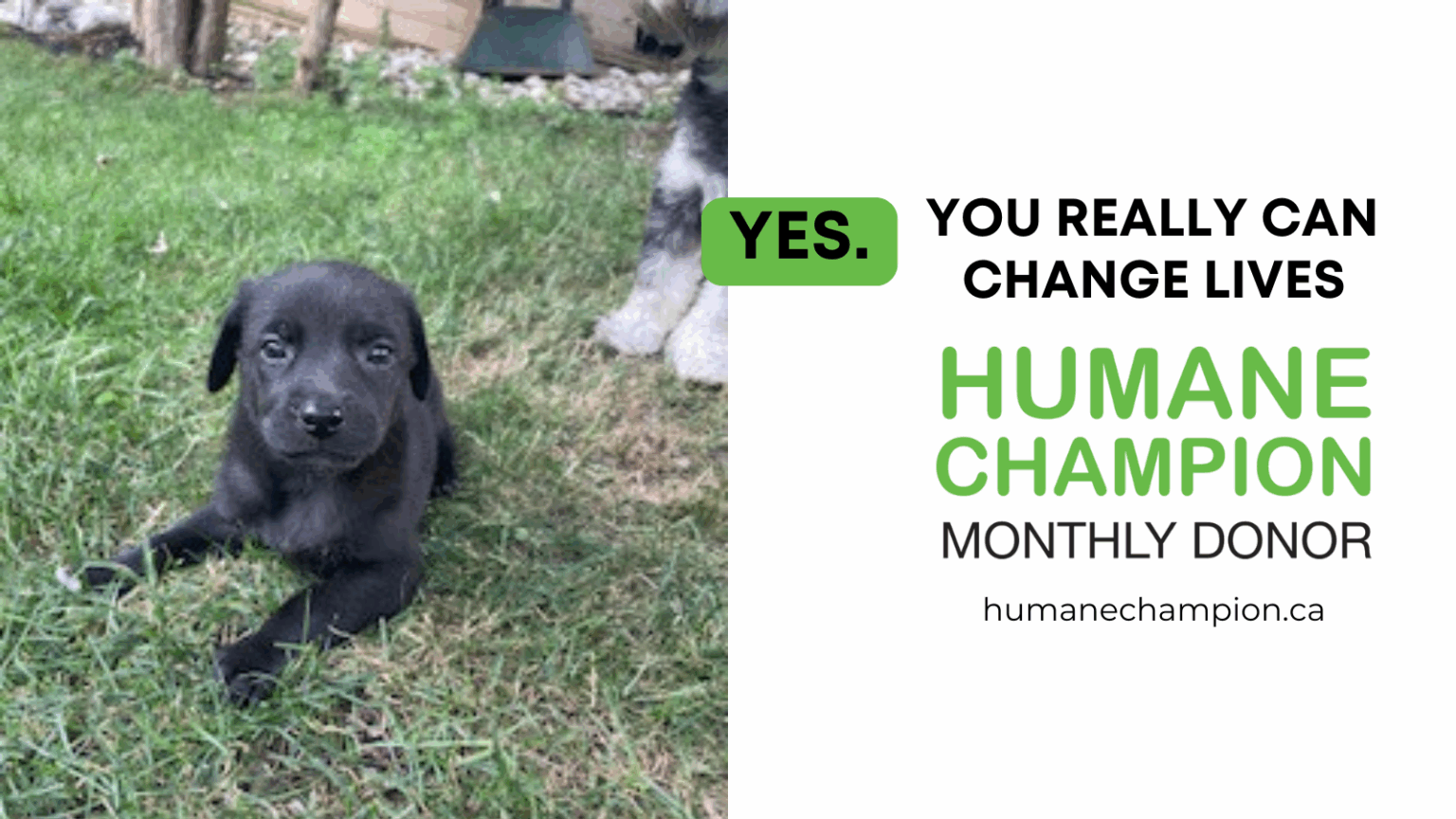 The 3-3-3 Rule: Helping Your New Pet Settle In - Toronto Humane Society