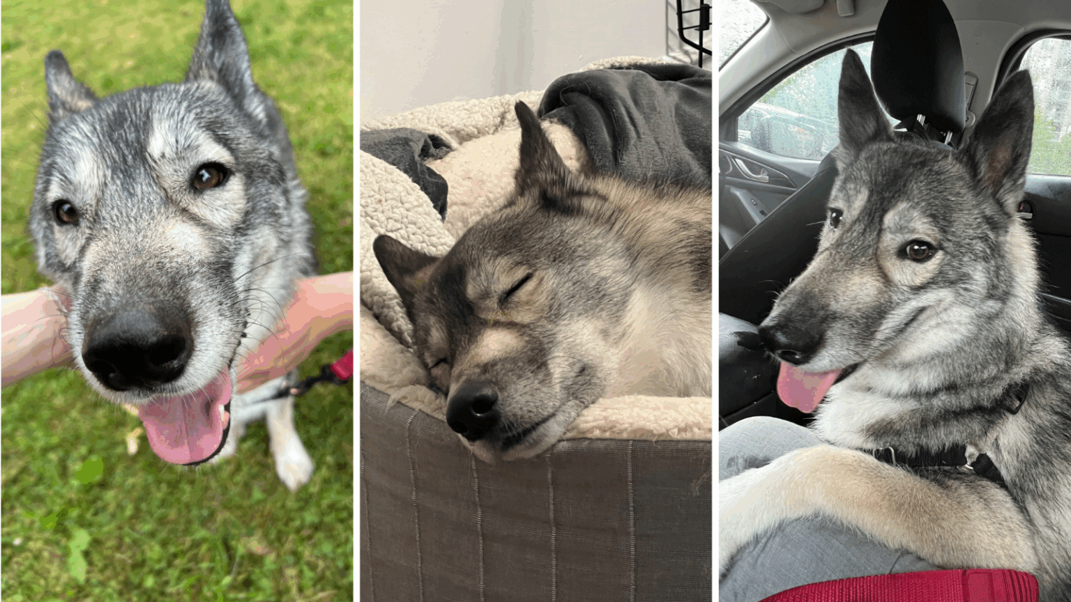 Happy Tails Presented by Royale: Oden - Toronto Humane Society