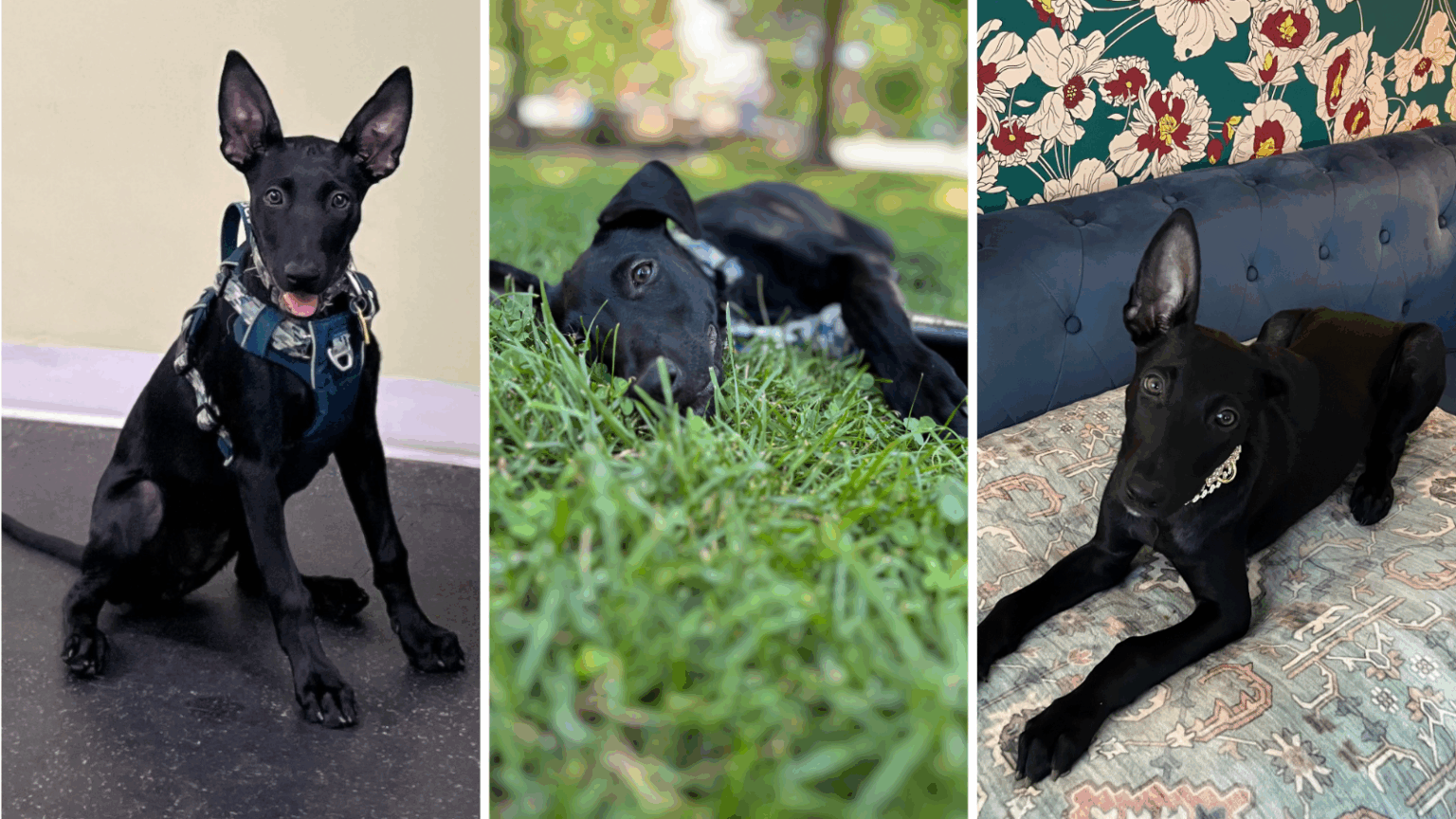 Home - Toronto Humane Society