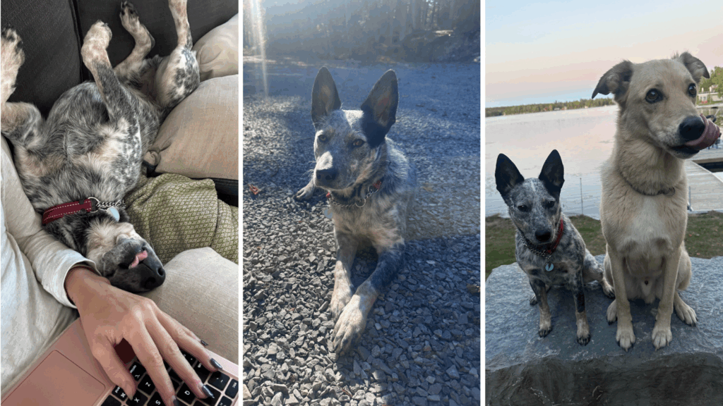 Happy Tails Presented by Royale: Sarge - Toronto Humane Society